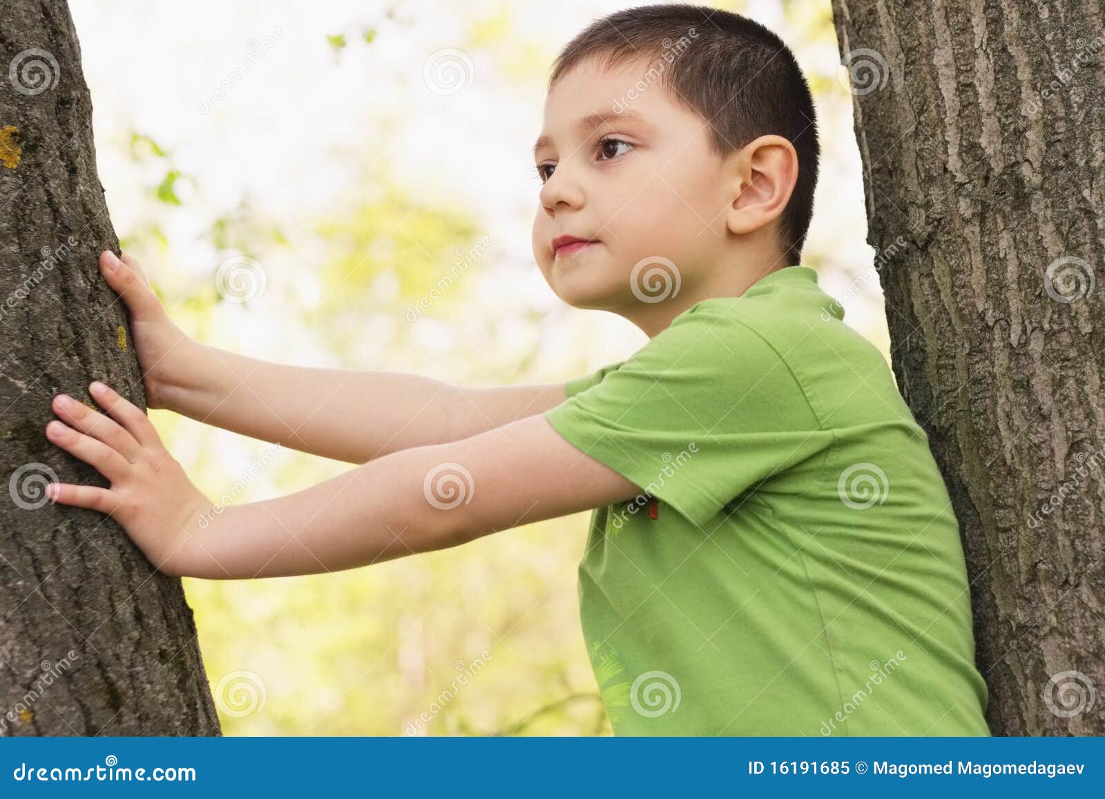 Little boy between trees stock image. Image of looking - 16191685