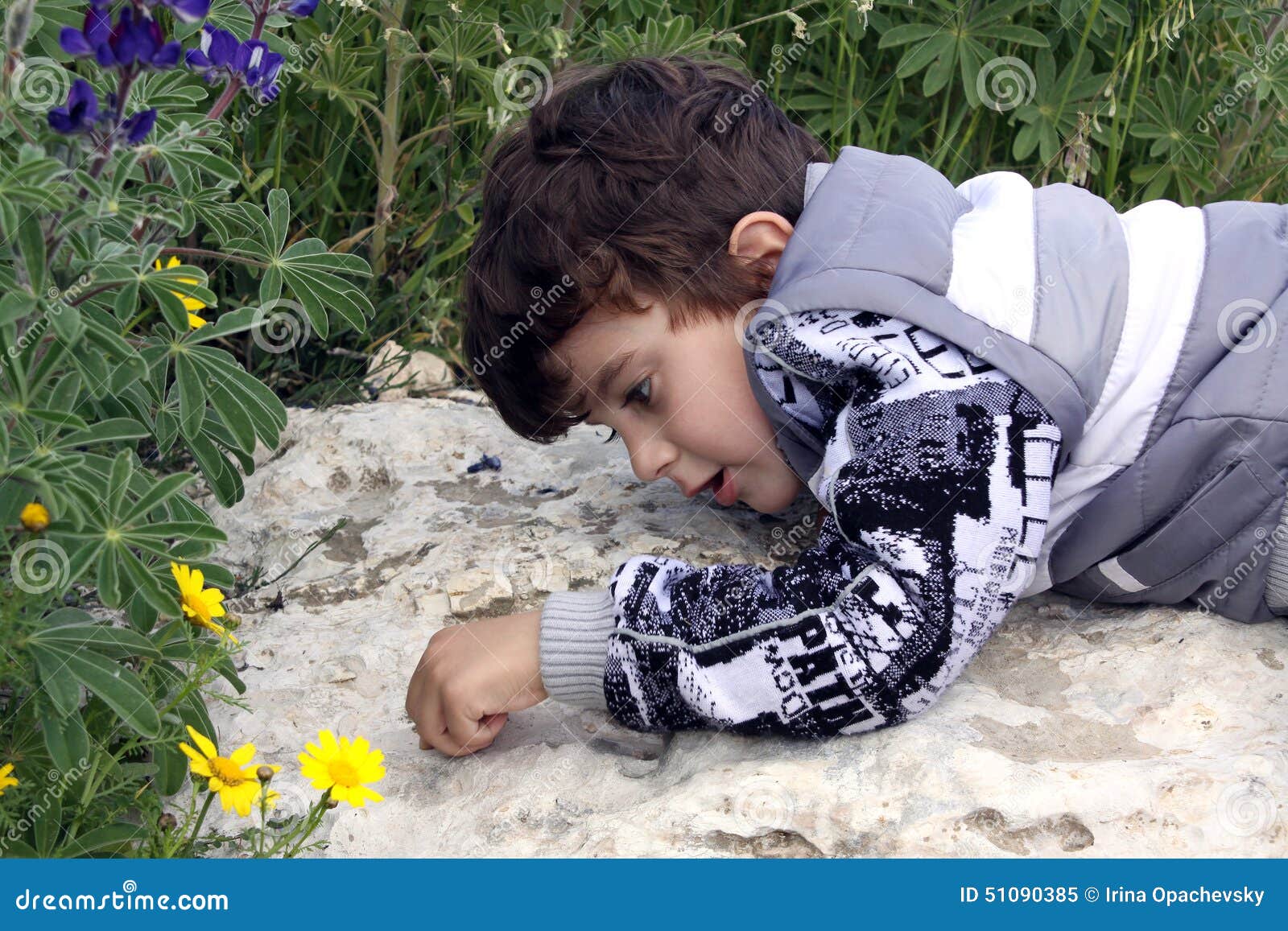 Little boy watching ants stock image. Image of little - 51090385