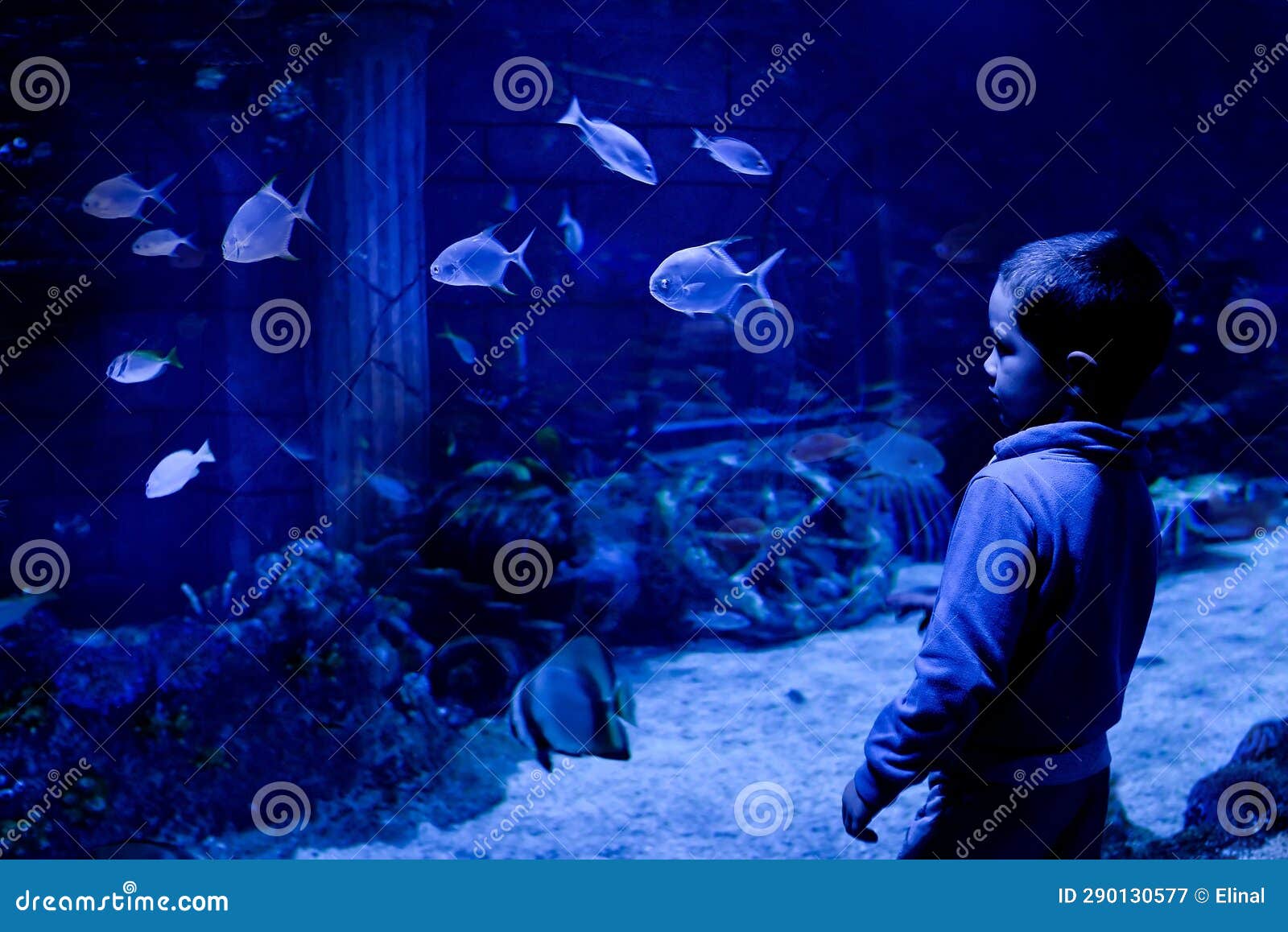 Little Boy Watching Fish in the Aquarium, Exploring. Childhood Stock ...