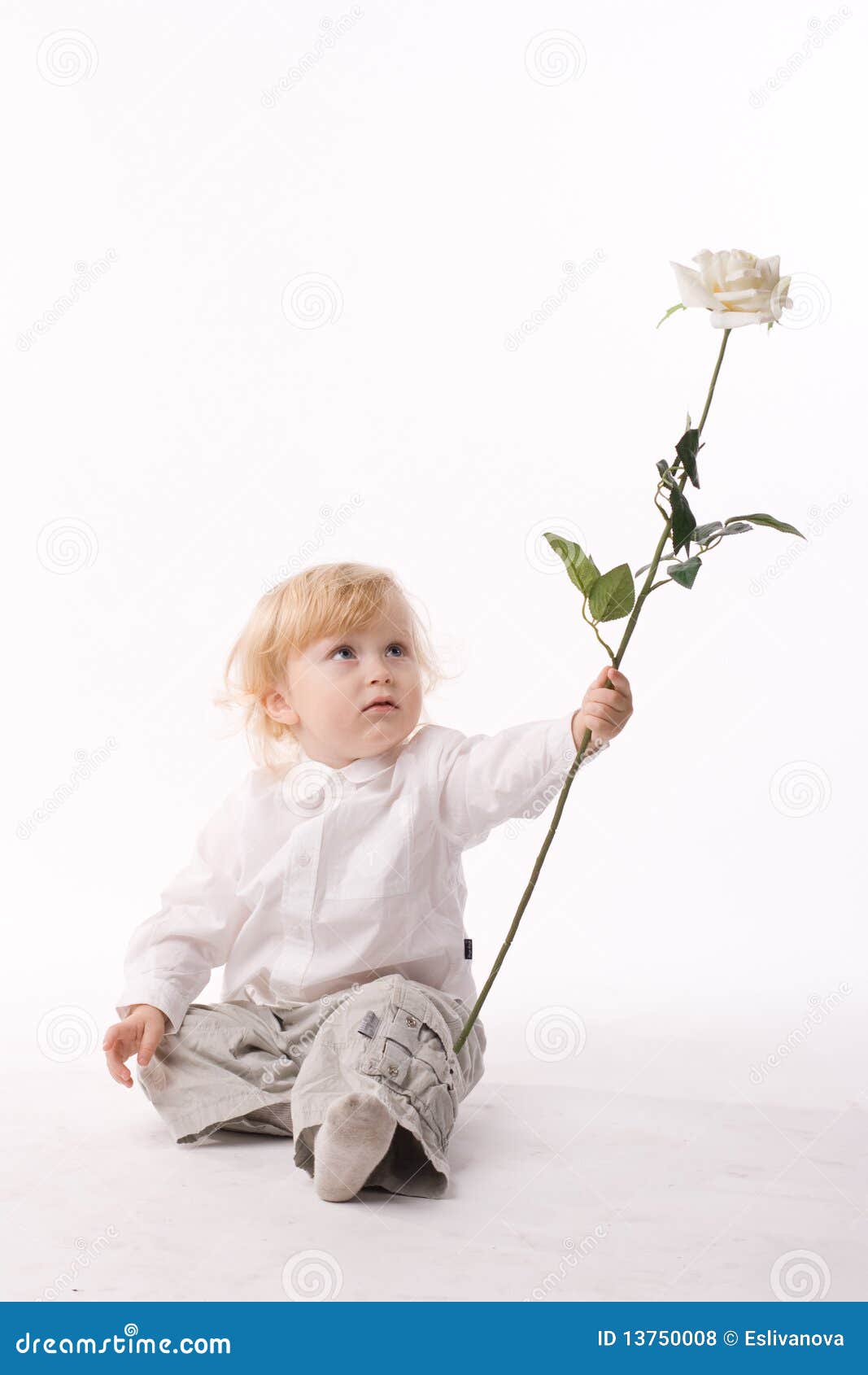 Little boy with white rose stock photo. Image of childhood - 13750008