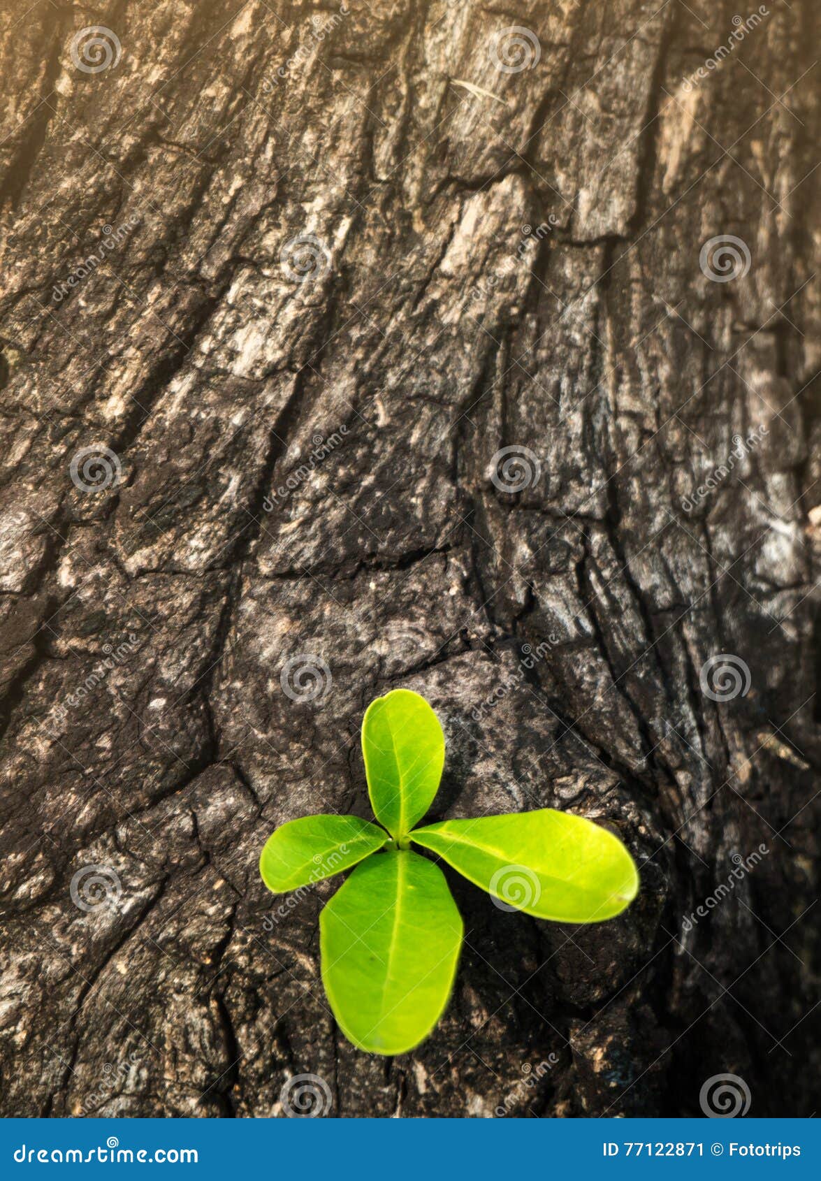 Little Branch on the Bark of the Tree Stock Image - Image of little ...