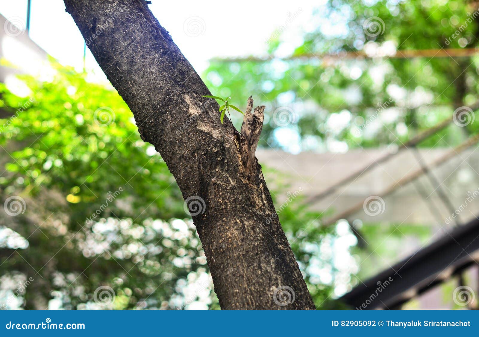 Little Branch Growing from Big Tree Nature Background Stock Photo ...