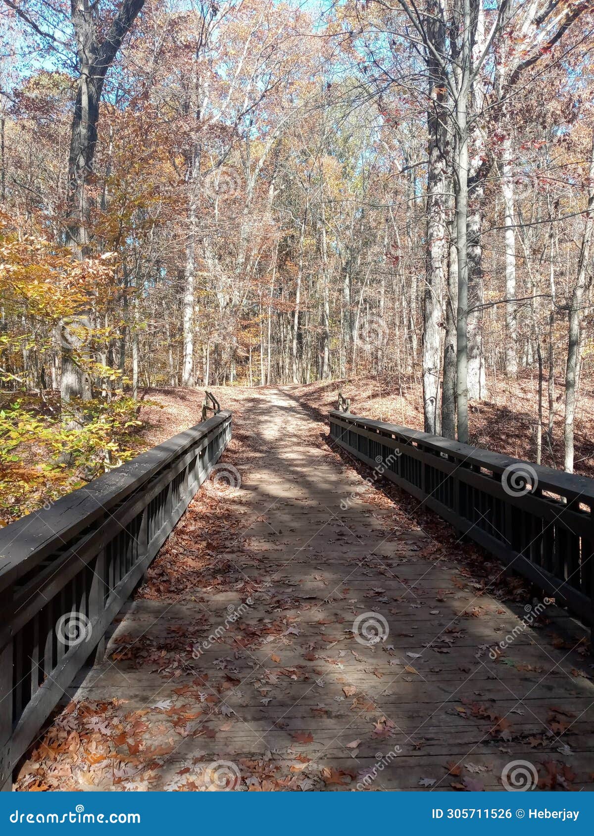 Little bridge in the woods stock photo. Image of escape - 305711526