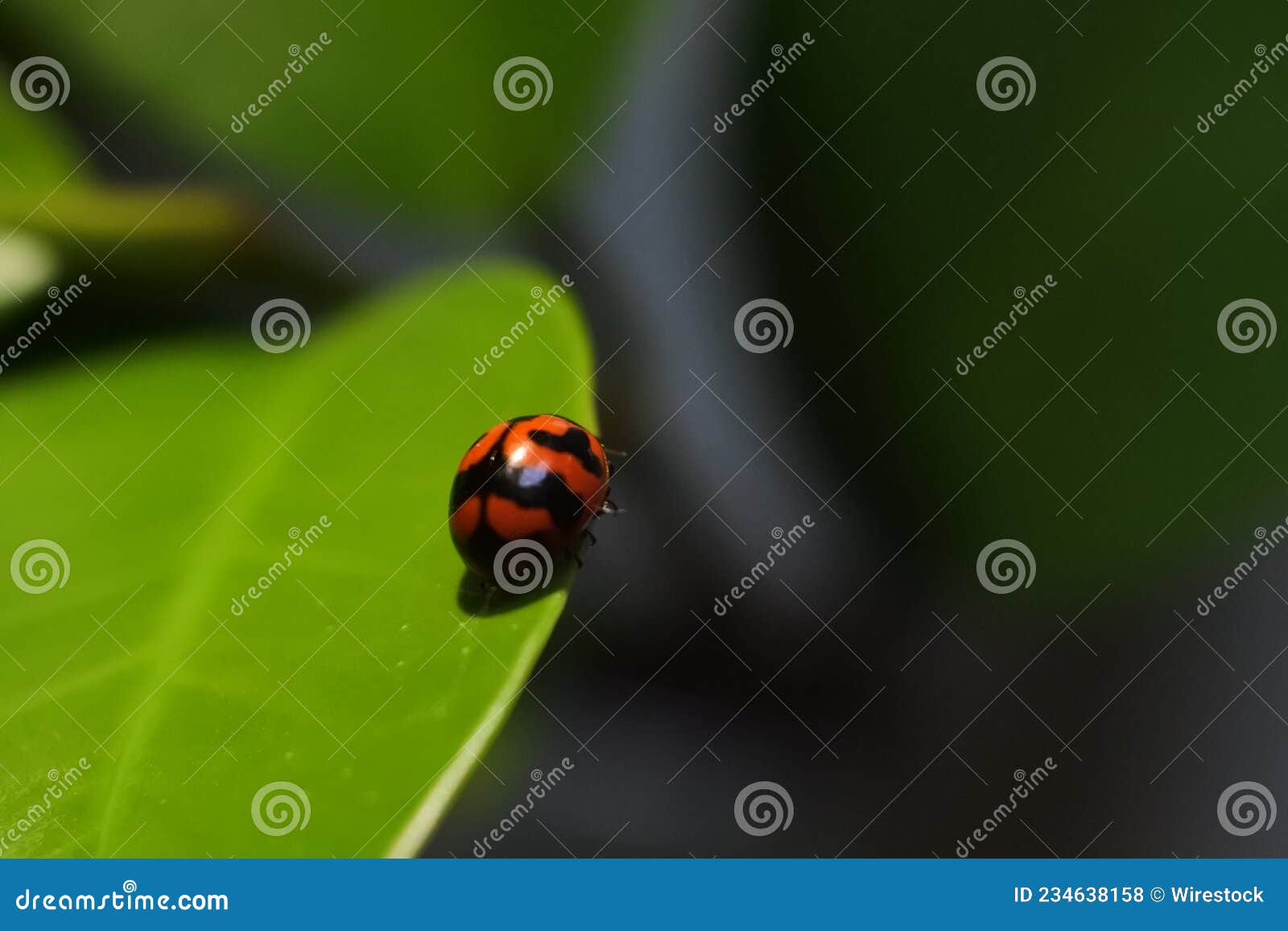 A Bright Red Ladybug Royalty-Free Stock Photography | CartoonDealer.com ...