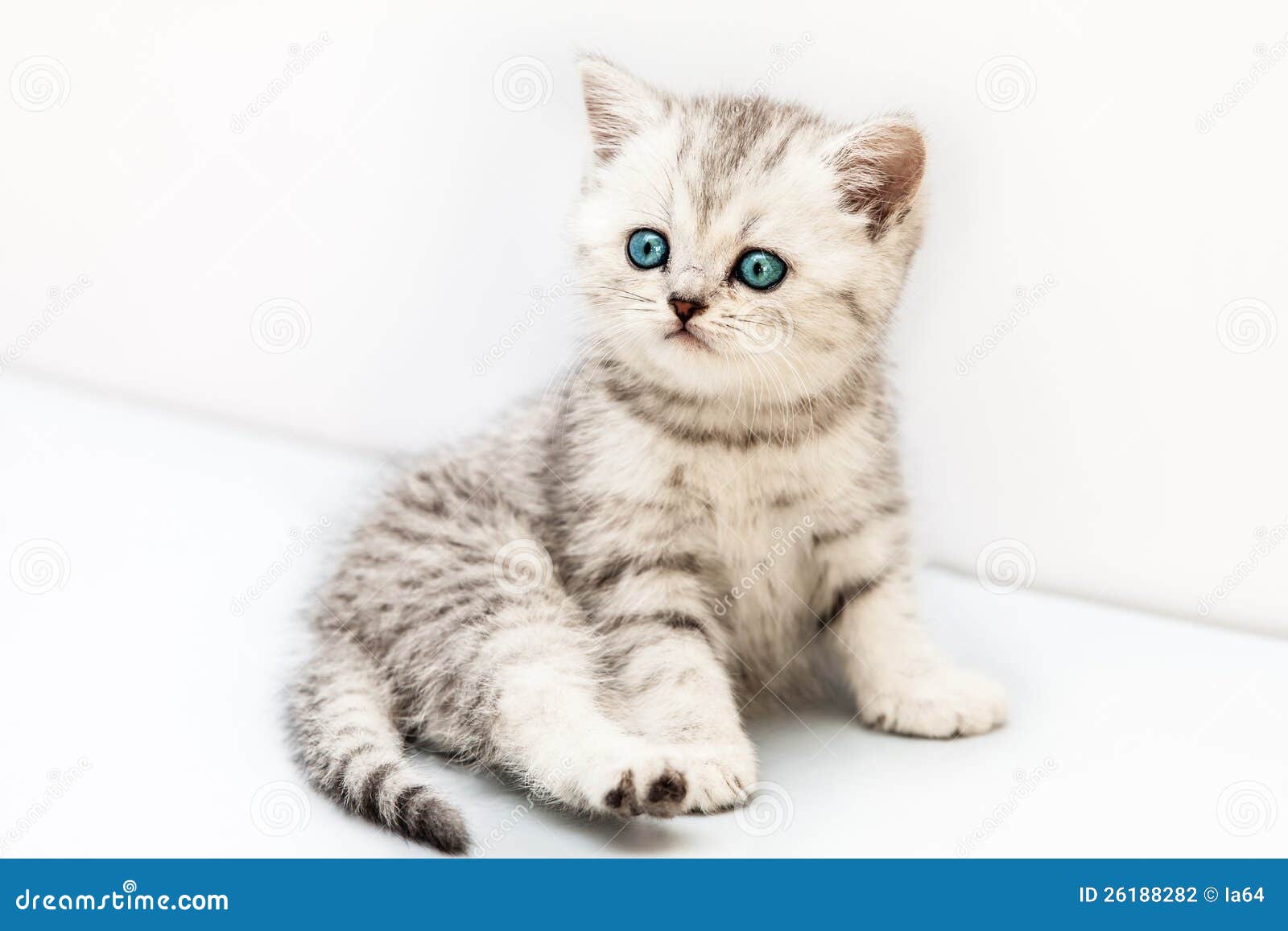 Little British Domestic Silver Tabby Cat Stock Photo - Image of ...