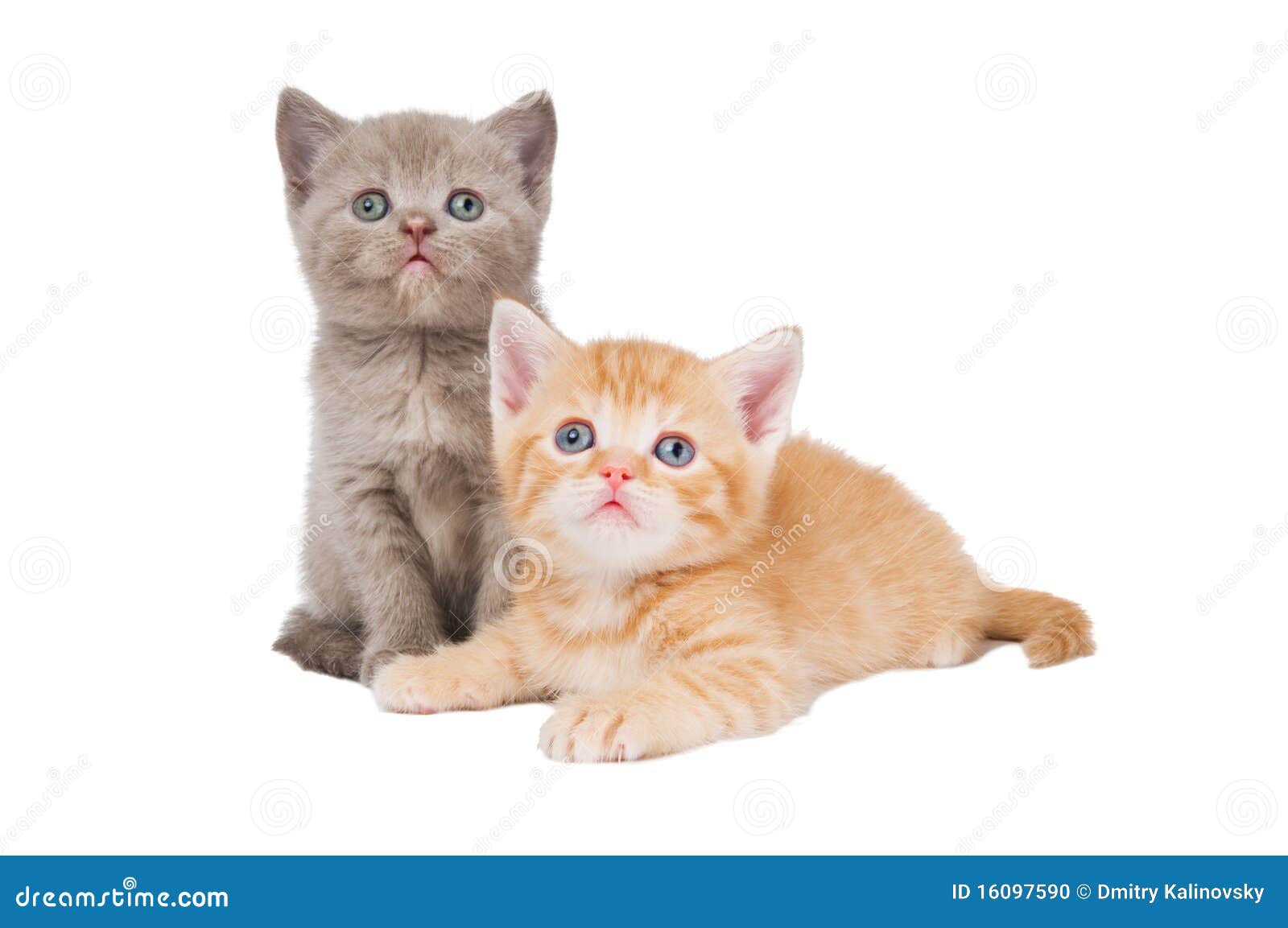 Little British Shorthair Kittens Stock Photo - Image of adorable ...