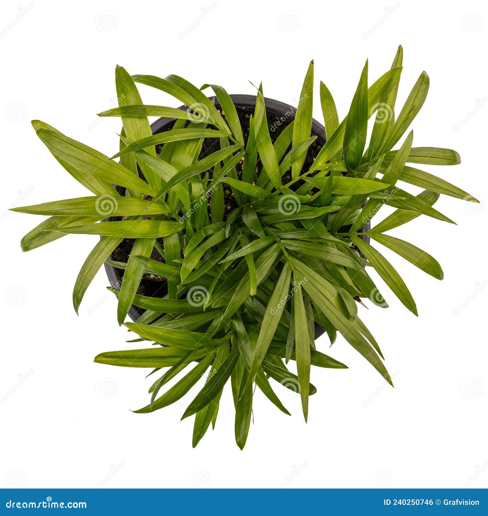 Little broadleaf lady palm stock photo. Image of flora - 240250746