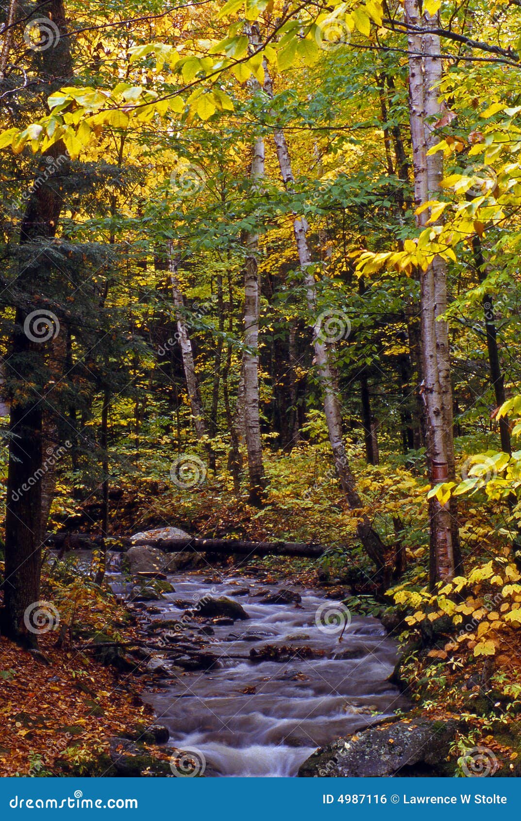 Little Brook with Fall Colors Stock Photo - Image of trees, colorful ...
