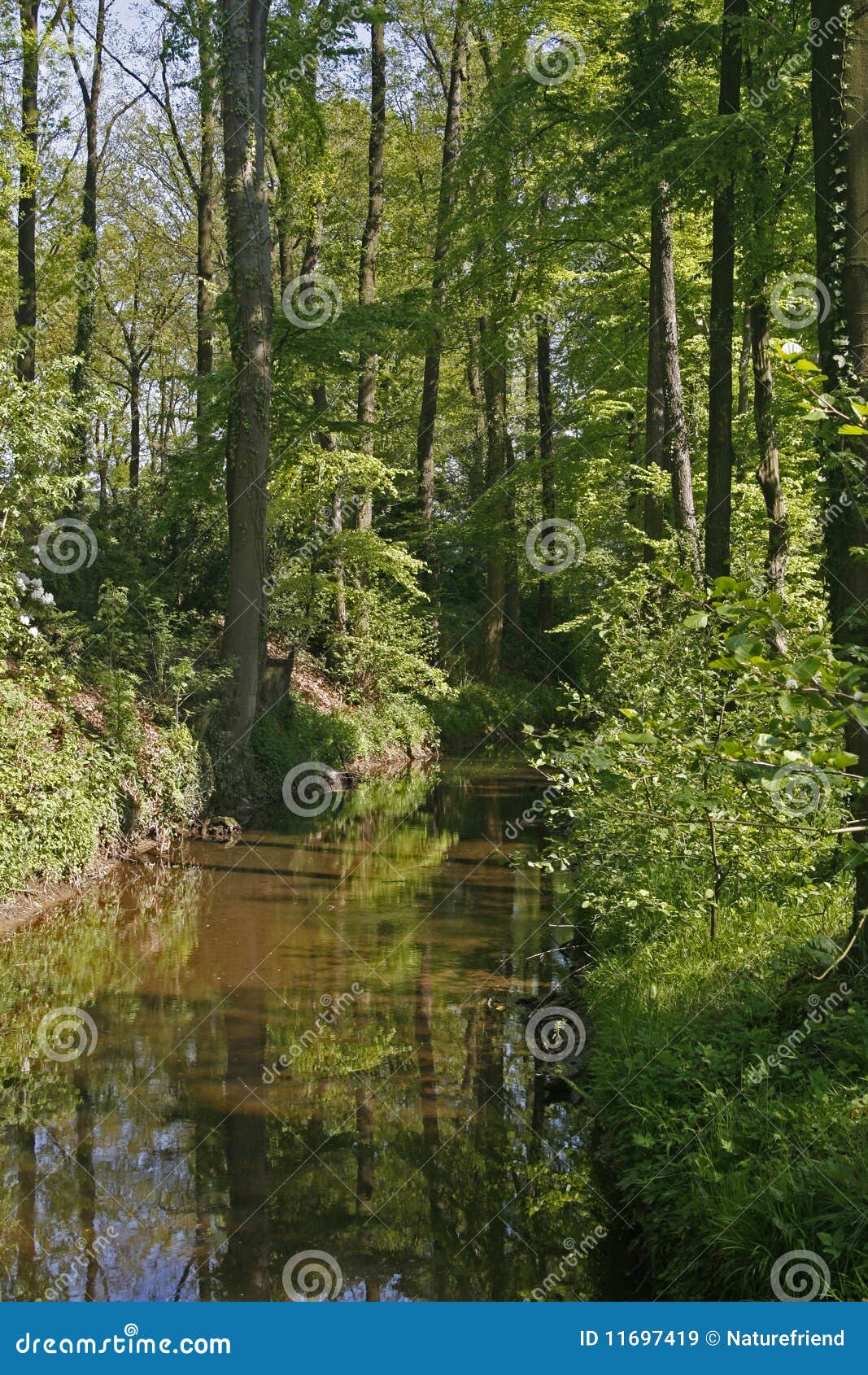 Little Brook in Lower Saxony, Germany Stock Image - Image of trees ...