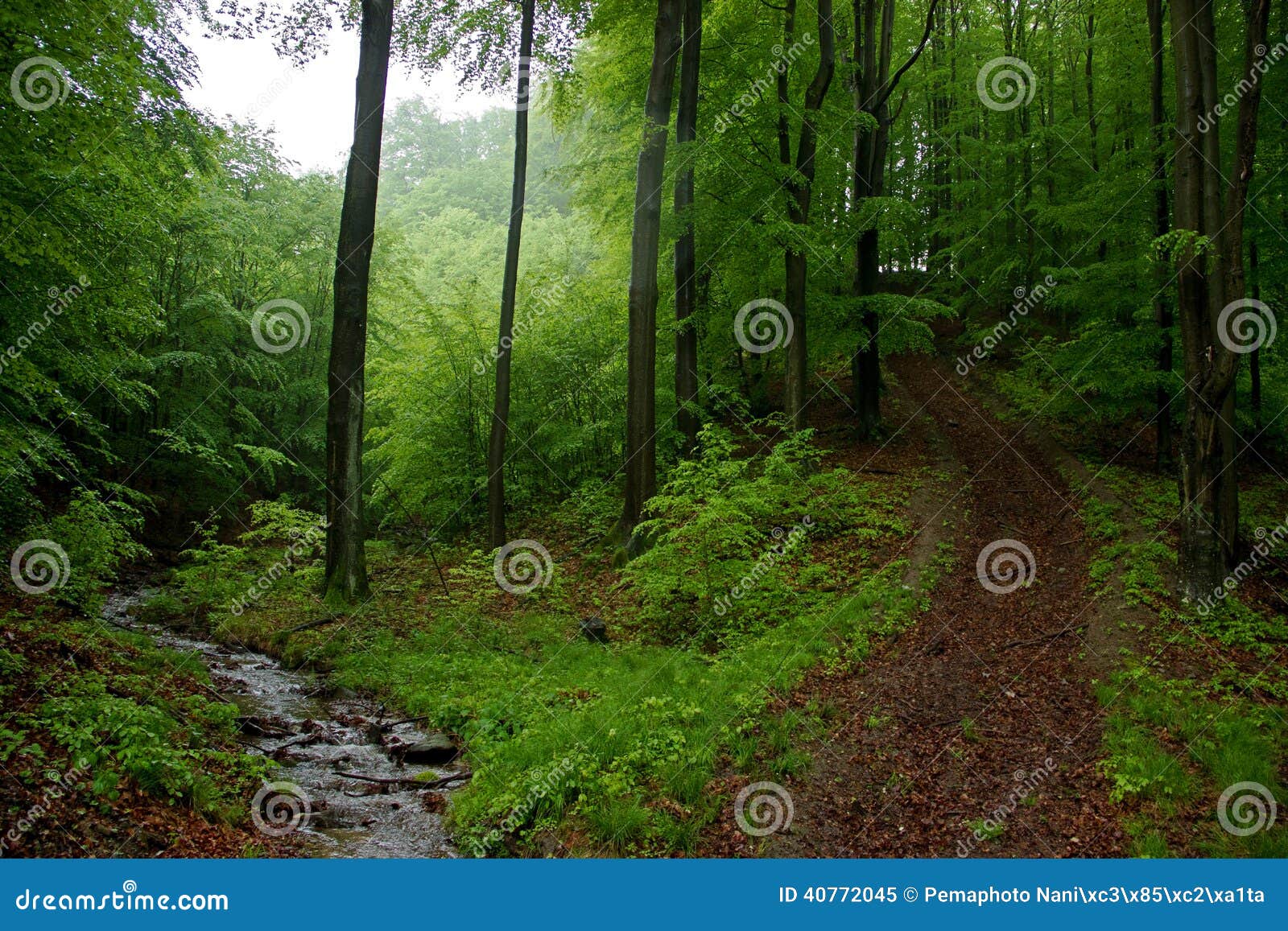 Little Brook with Rocks and Bypath in Forest Stock Image - Image of ...
