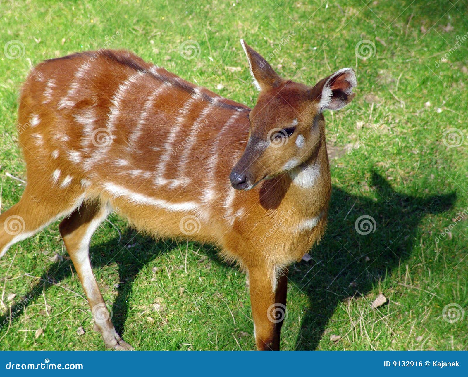 The little brown Antelope stock photo. Image of wild, wilderness - 9132916