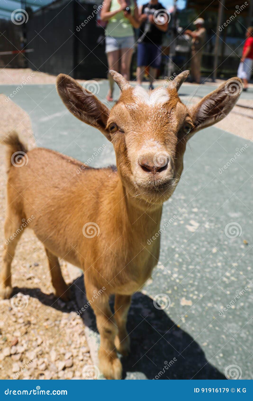 Little brown baby goat stock image. Image of looking - 91916179