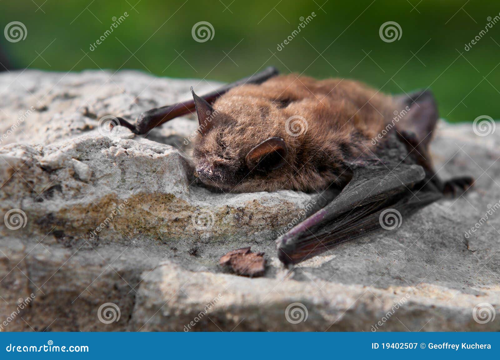 Little Brown Shutter Stock Photography | CartoonDealer.com #34322306