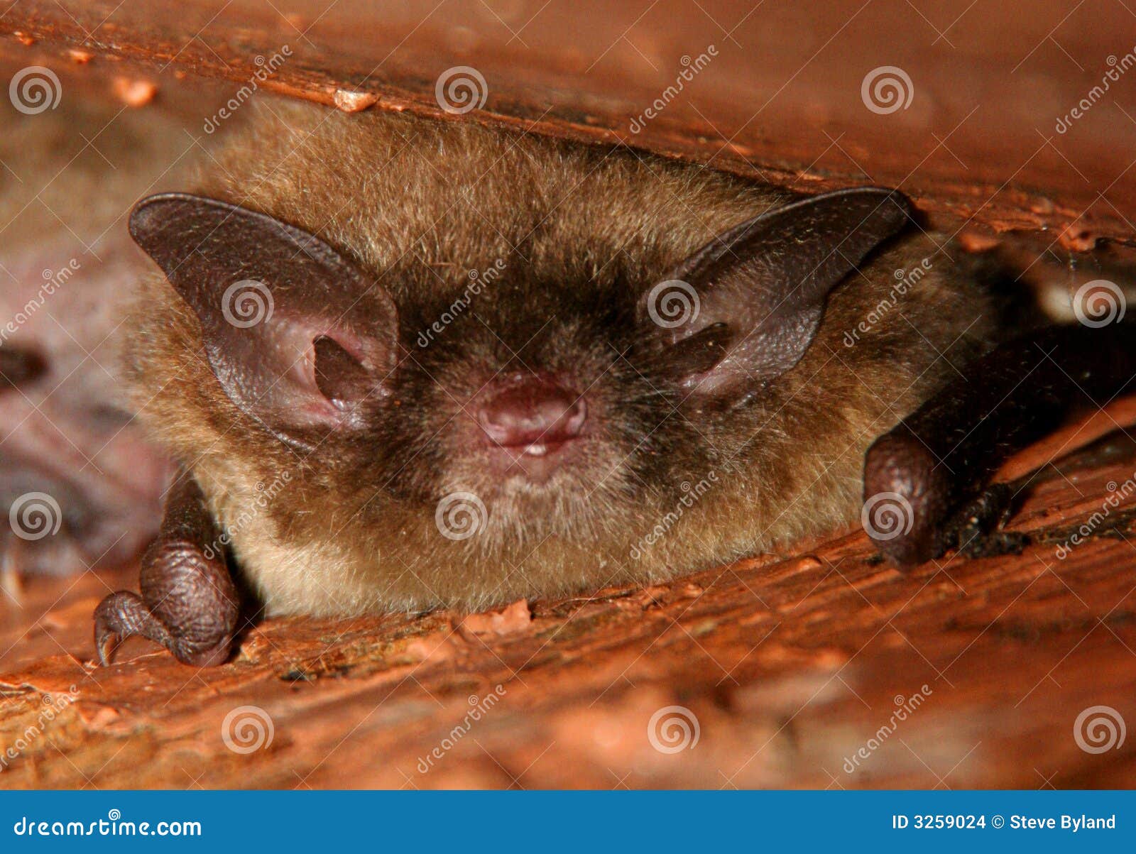 Little Brown Bat Sleeping stock photo. Image of animals - 3259024
