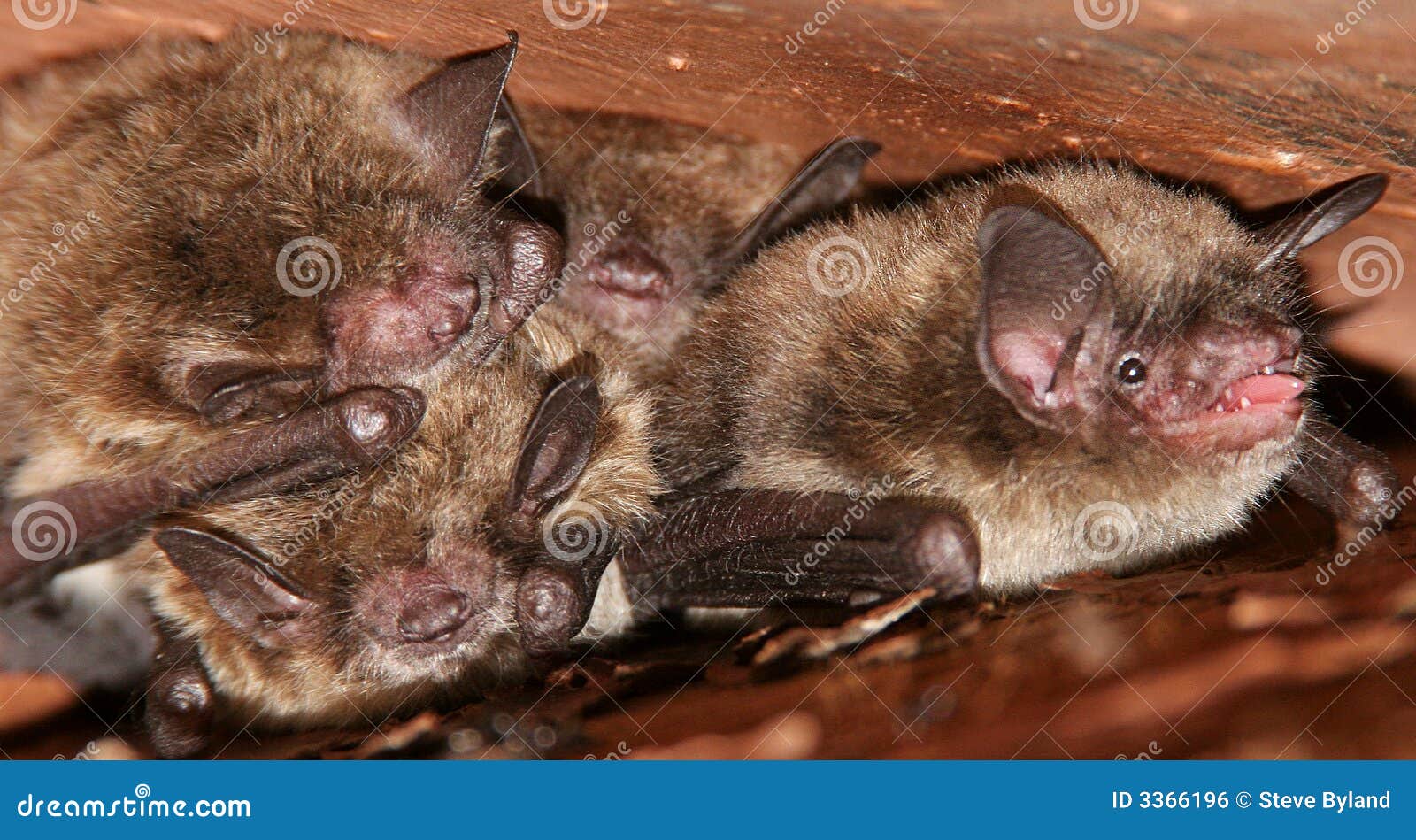 Little Brown Bats - Tight Spot Stock Photo - Image of little, wildlife ...