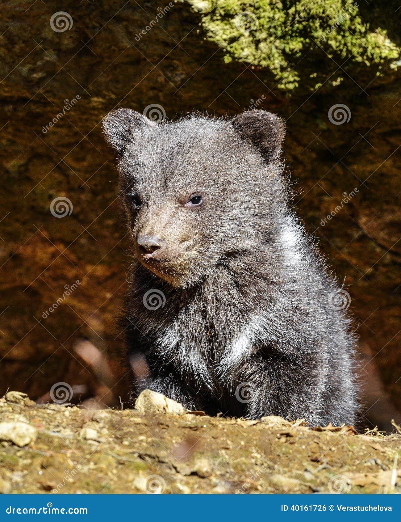 Little brown bear stock photo. Image of predator, mother - 40161726