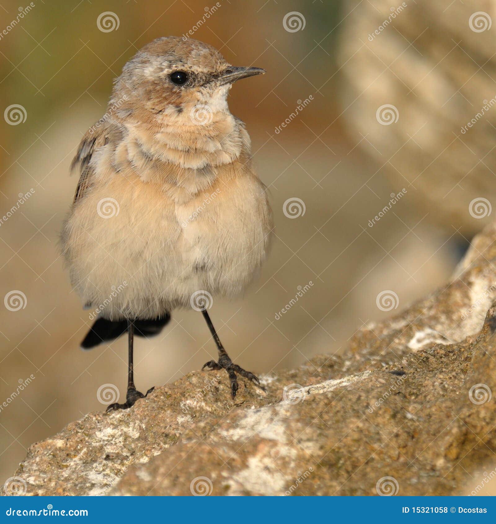 Little brown bird stock photo. Image of bird, wild, animal - 15321058