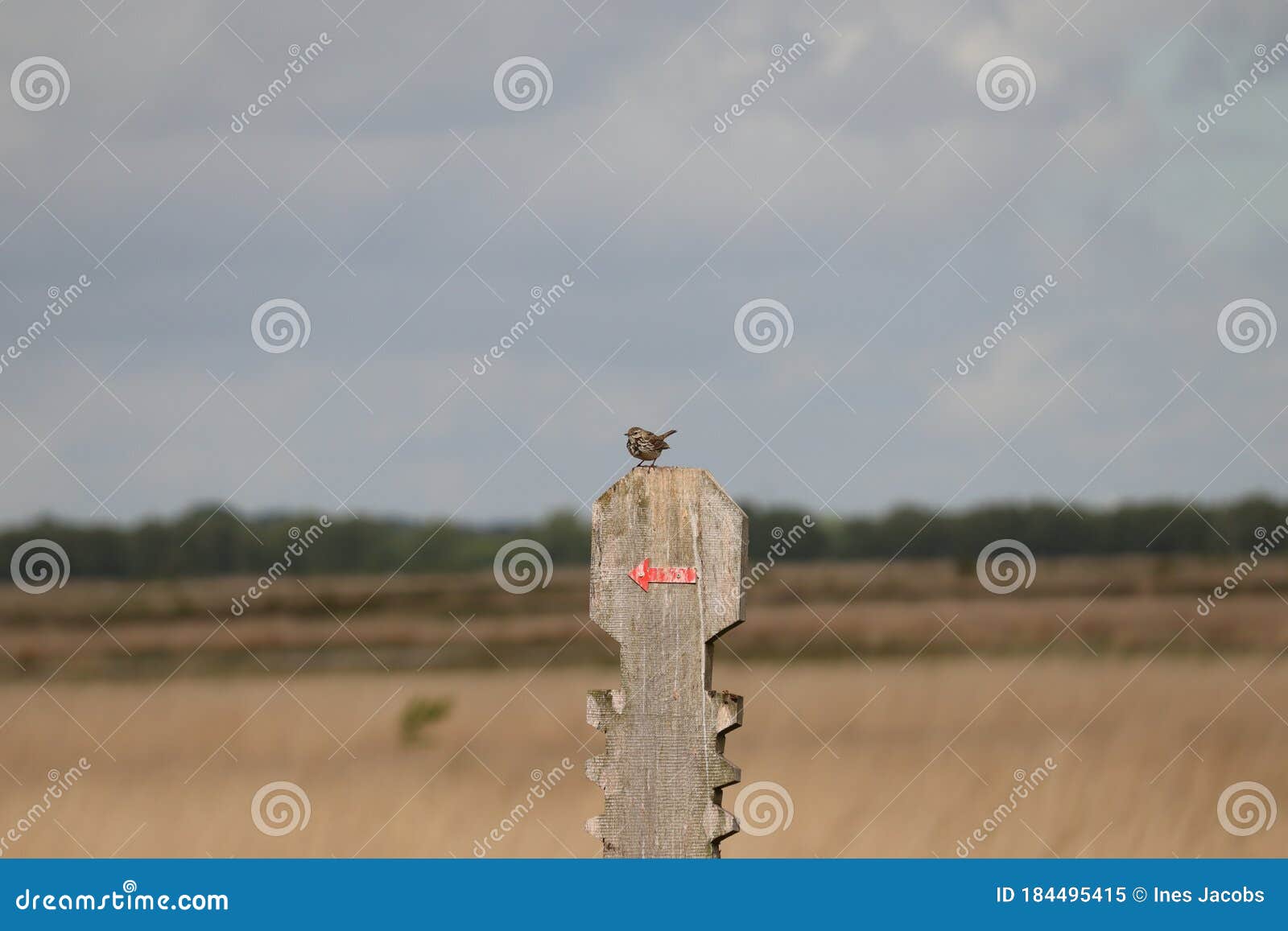 Little Brown Bird on a Signpost Stock Image - Image of sitting, little ...
