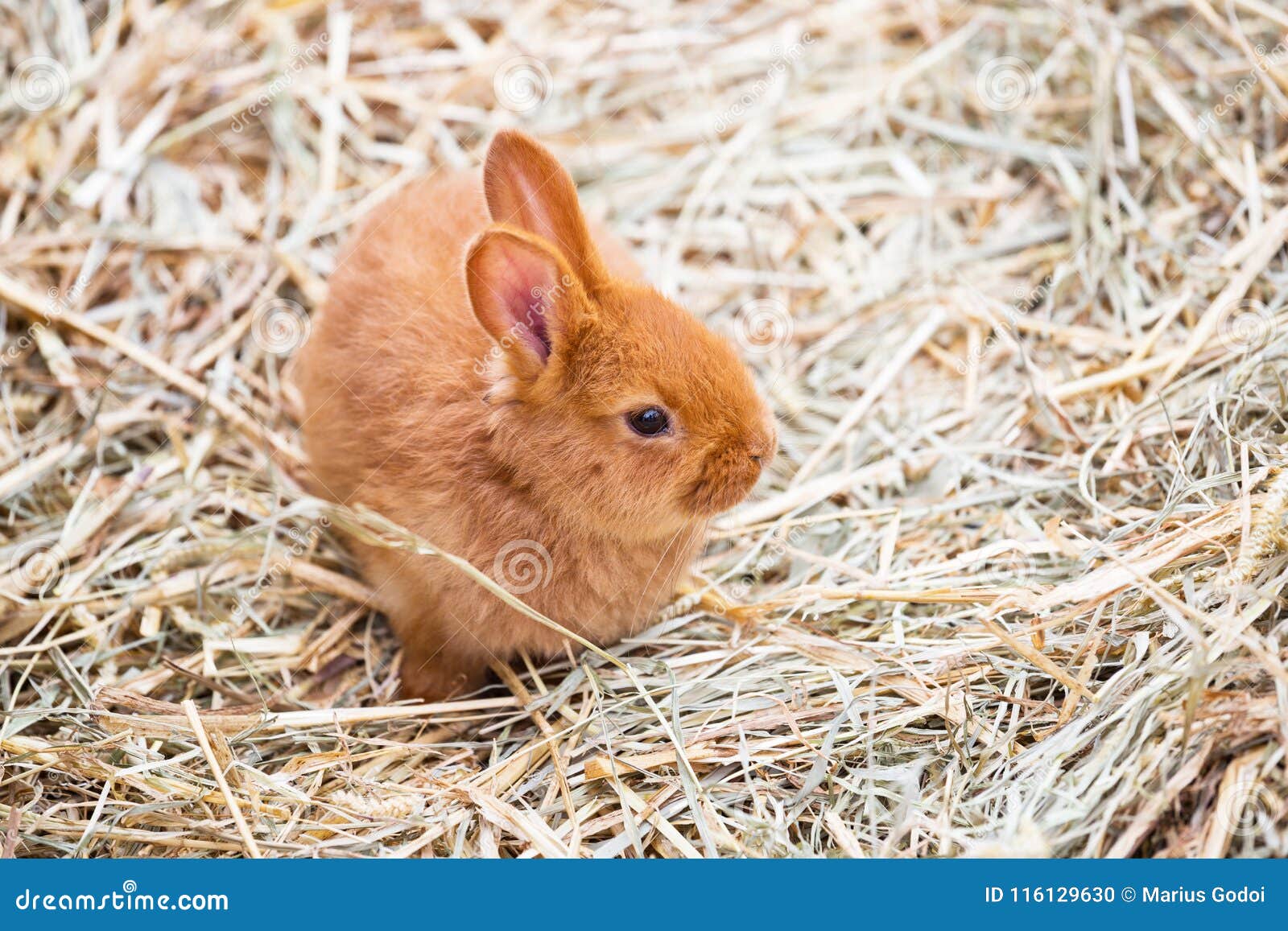 Little brown bunny stock photo. Image of little, cute - 116129630