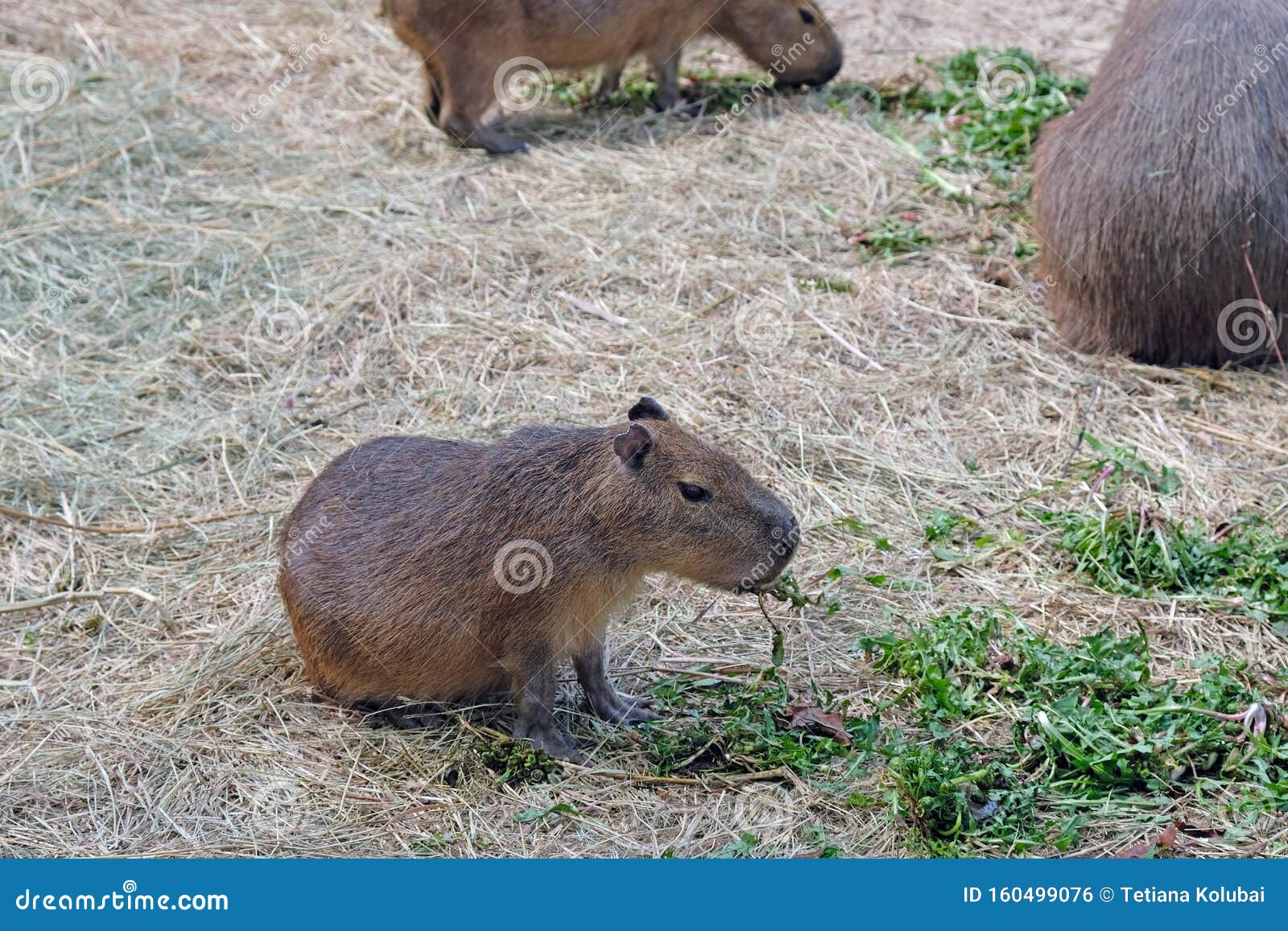Capybara Eating Grass
