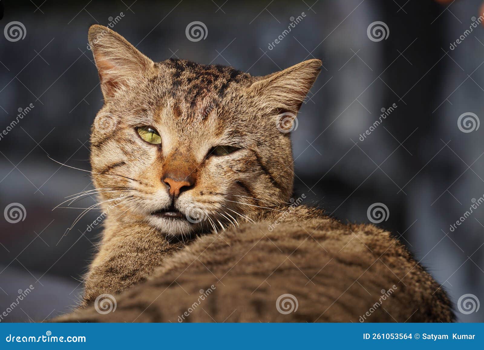 Little Brown Cat Sitting Image Stock Photo - Image of breed, isolated ...