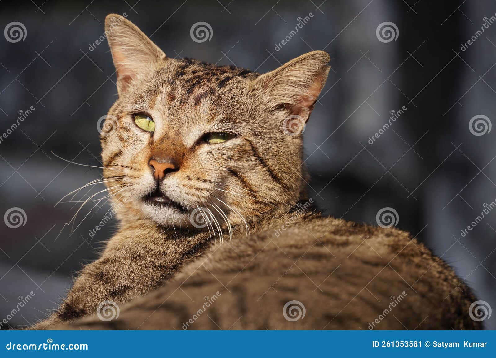 Little Brown Cat Sitting Image Stock Image - Image of happy, isolated ...