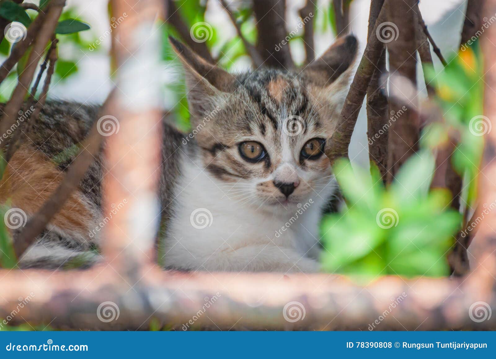 Little Brown Cat in the Street Stock Photo - Image of hunt, funny: 78390808