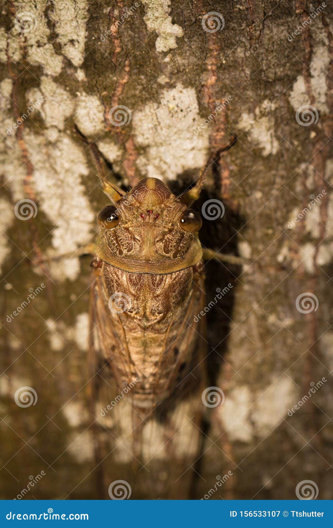 Little brown cicada stock image. Image of garden, nature - 156533107