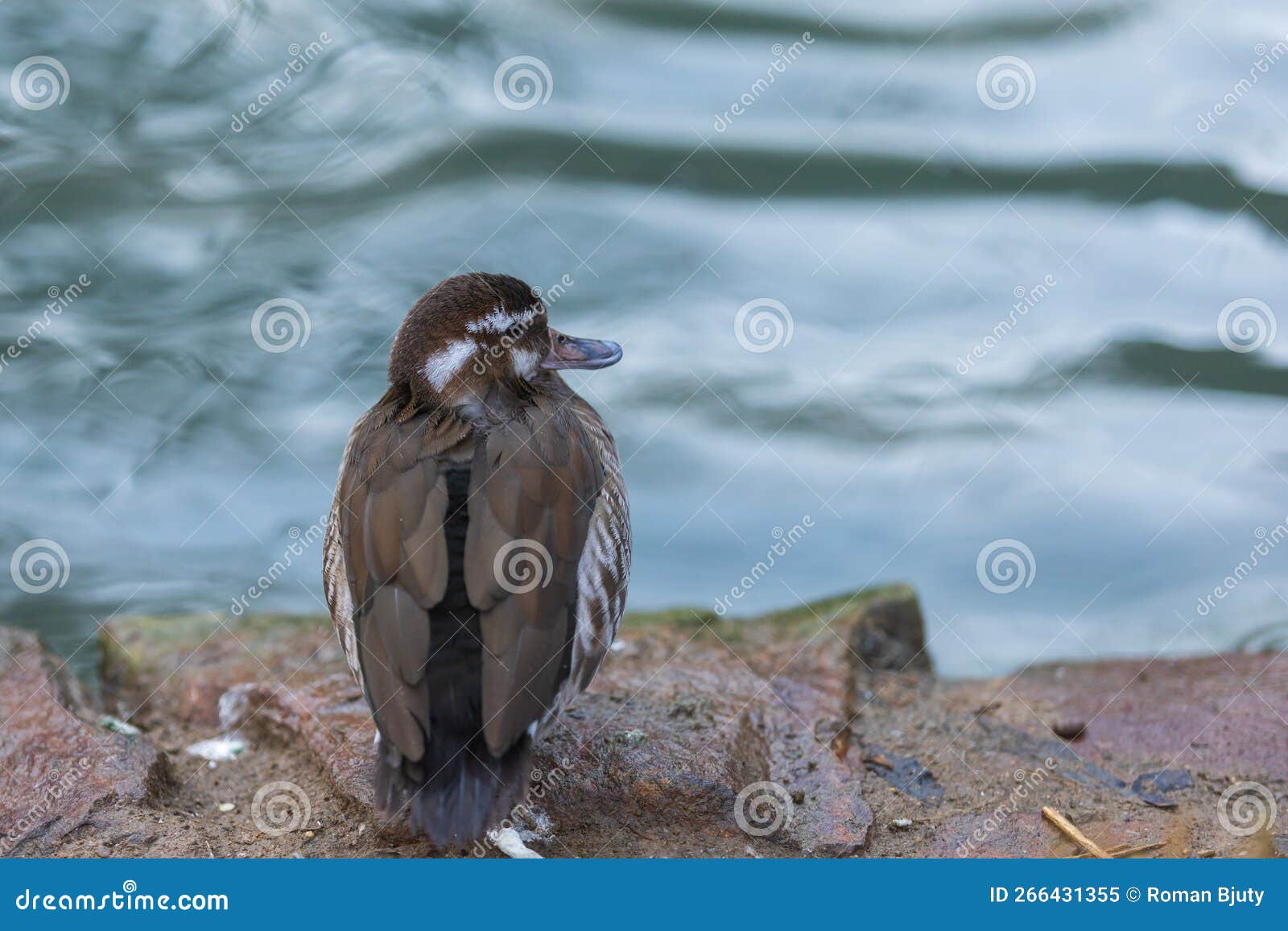 Little Brown Duck by the Water in Cloudy Weather Stock Image - Image of ...