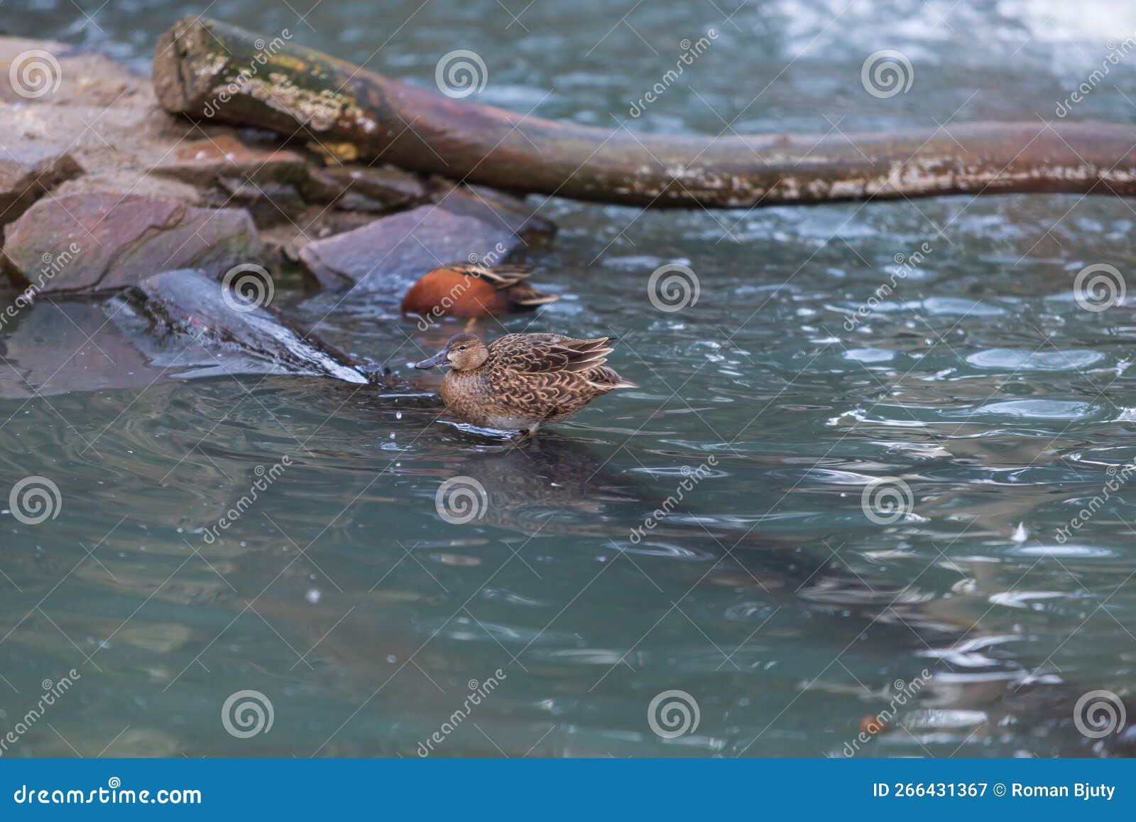Little Brown Duck by the Water in Cloudy Weather Stock Image - Image of ...