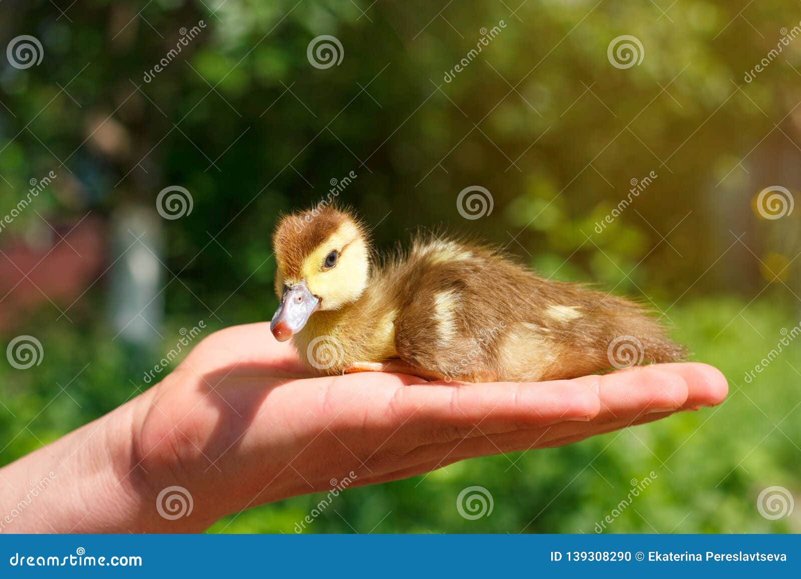 Little Brown Duckling Sitting on His Arm Stock Photo - Image of bird ...