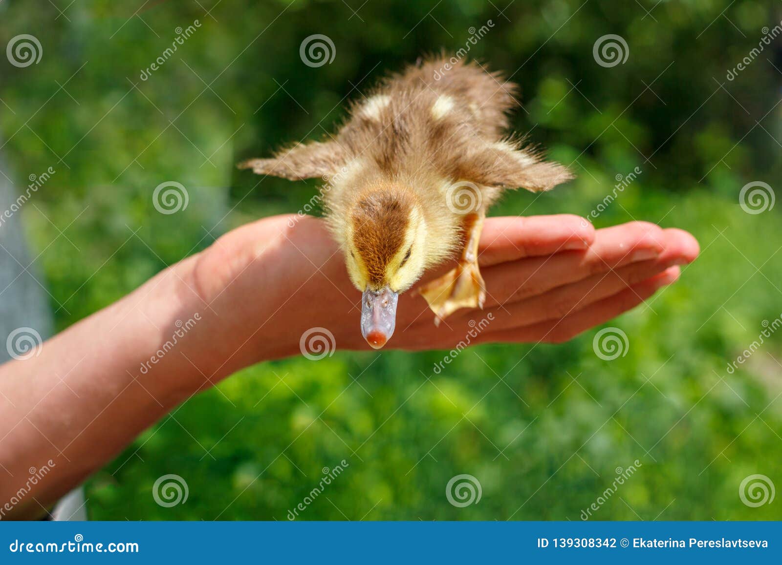 Little Brown Duckling Sitting on His Arm Stock Photo - Image of ...