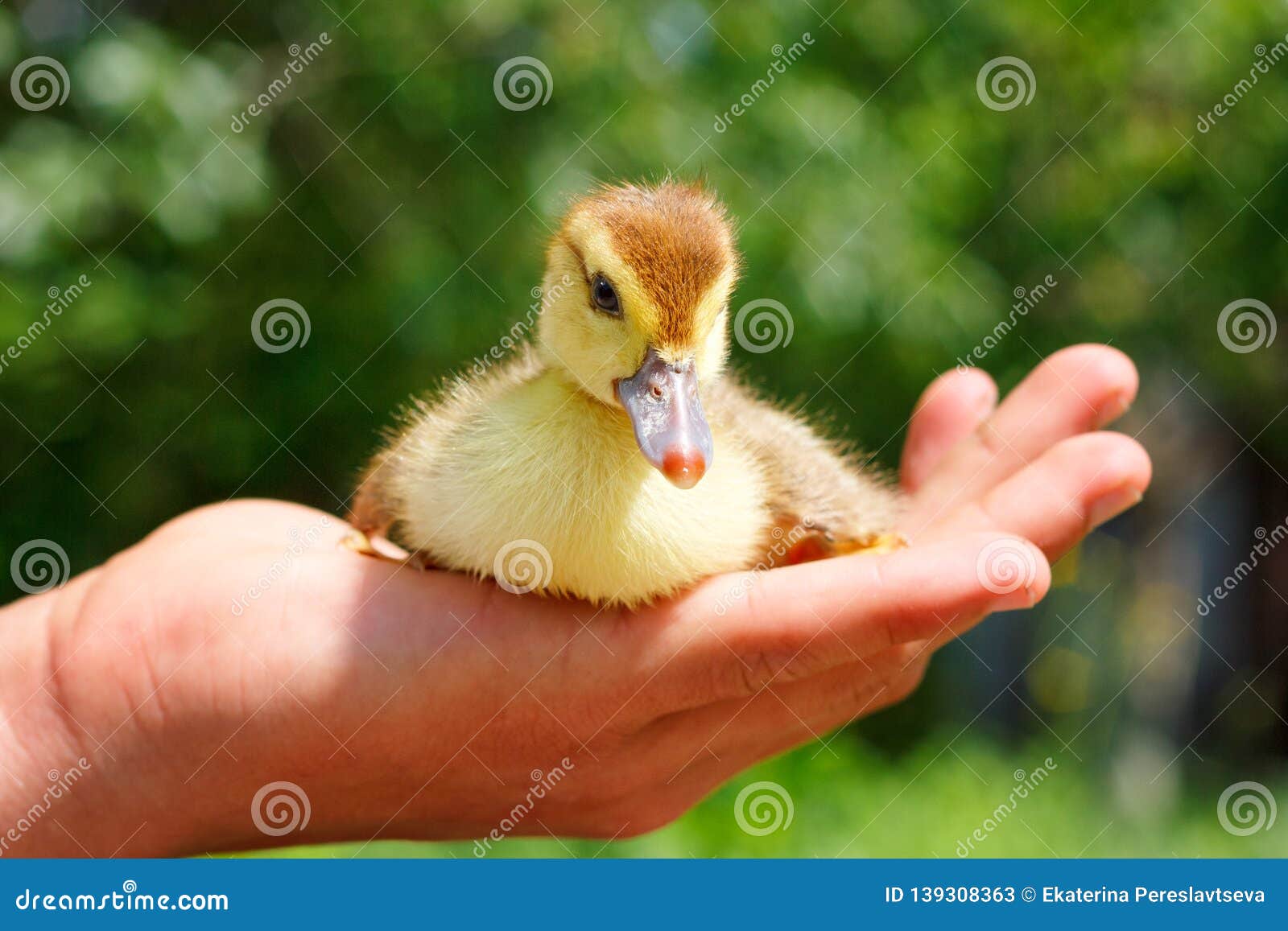 Little Brown Duckling Sitting on His Arm Stock Image - Image of ...