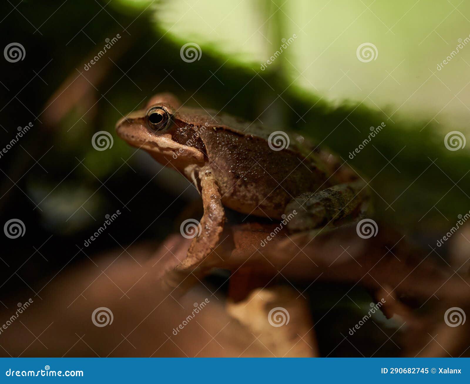 Little brown frog stock image. Image of grass, wildlife - 290682745