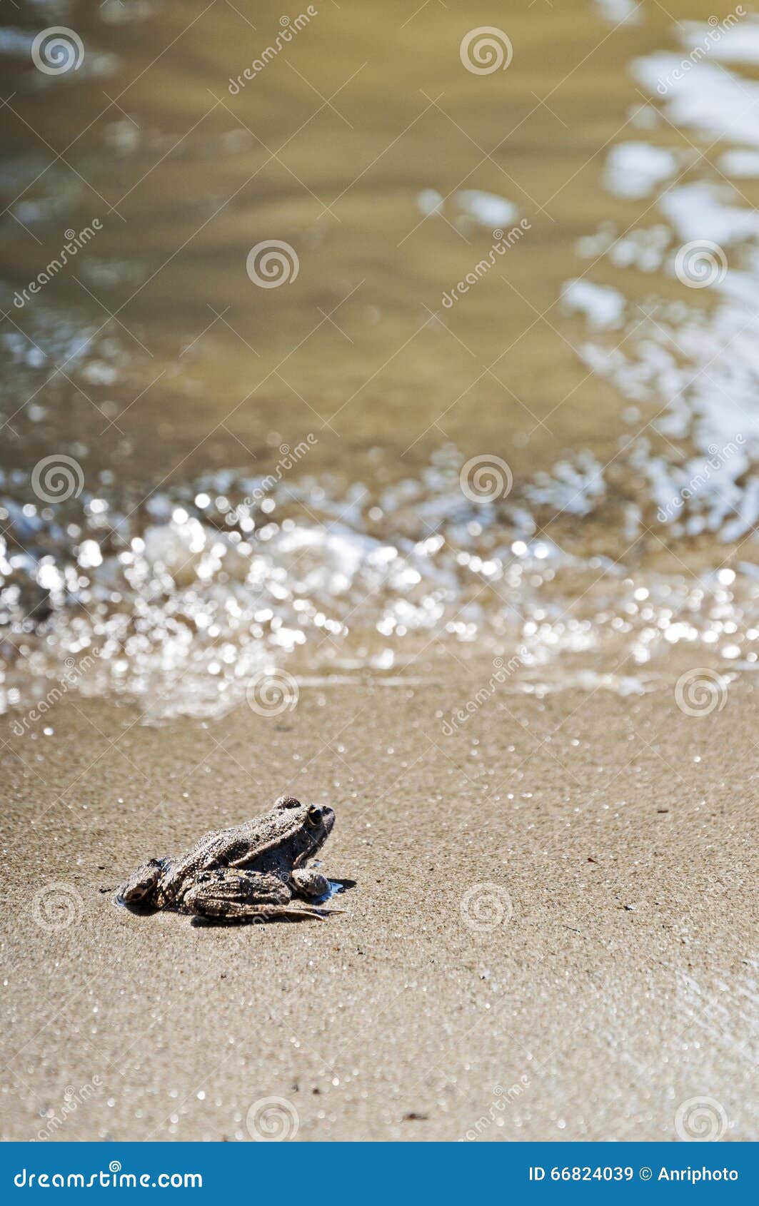 Little Brown Frog on the Sand Stock Image - Image of green, slimy: 66824039