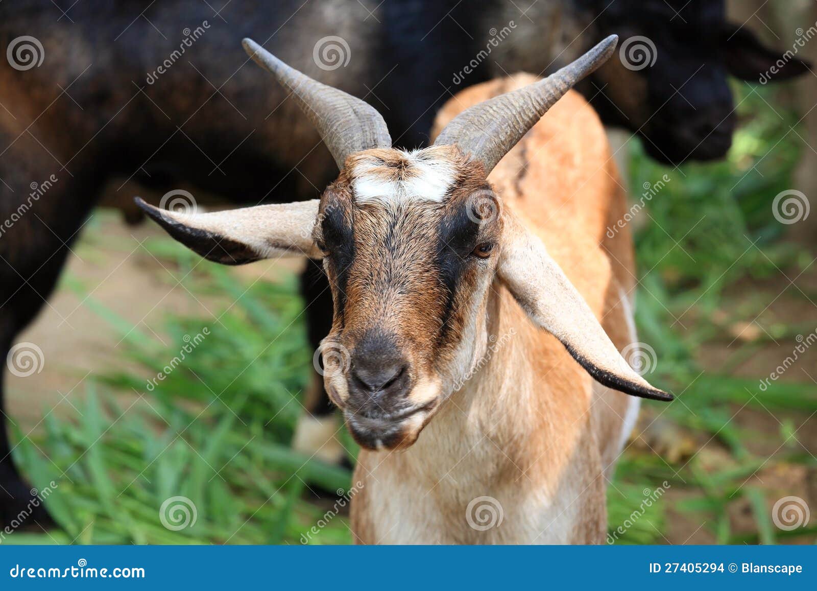 Little brown goat stock photo. Image of kaokeaw, farm - 27405294