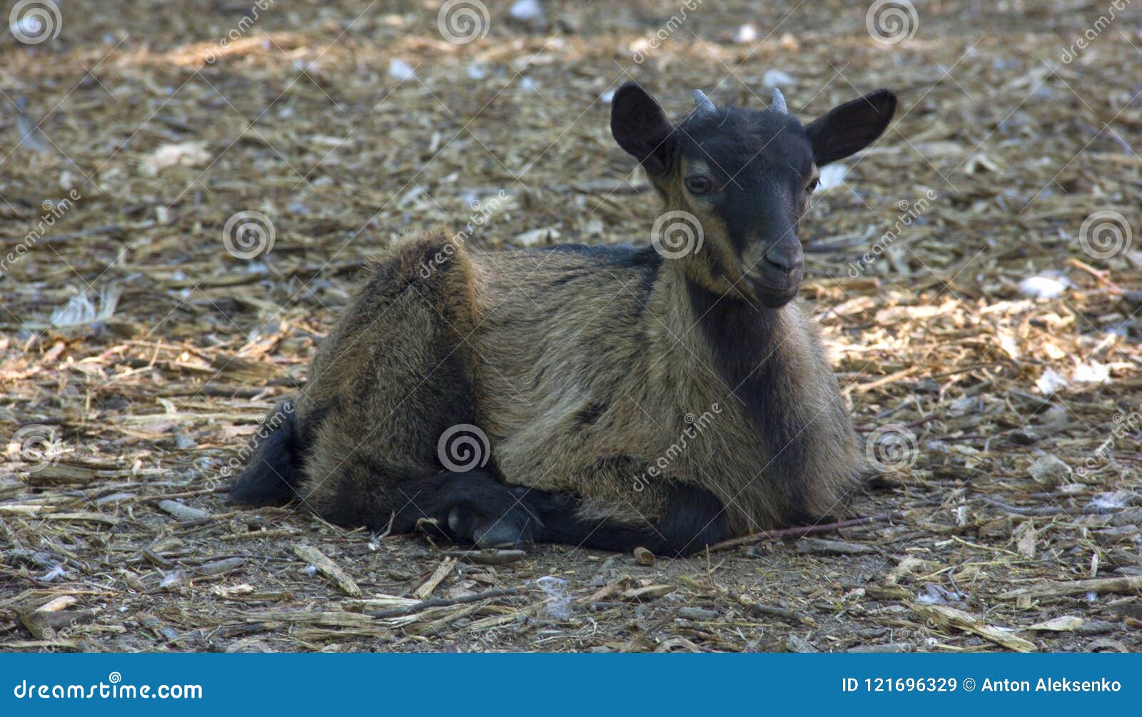 Little brown goat stock image. Image of season, horizon - 121696329