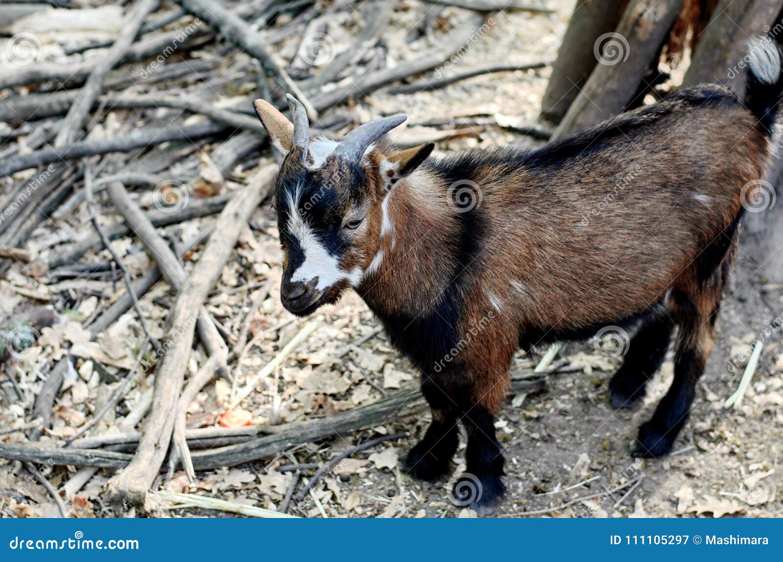 Little Brown Goats in a Farm Yard Stock Image - Image of resort, mammal ...