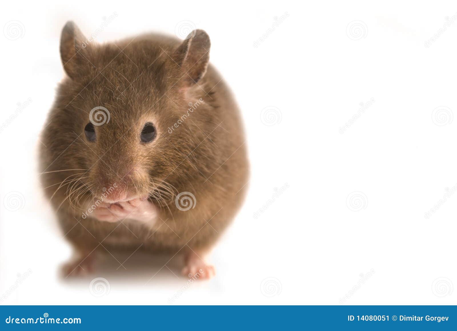 Little brown hamster stock image. Image of domestic, isolated - 14080051