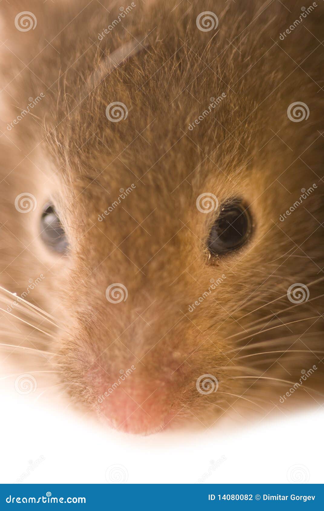 Little Brown Hamster Close-up Stock Photo - Image of mice, nice: 14080082