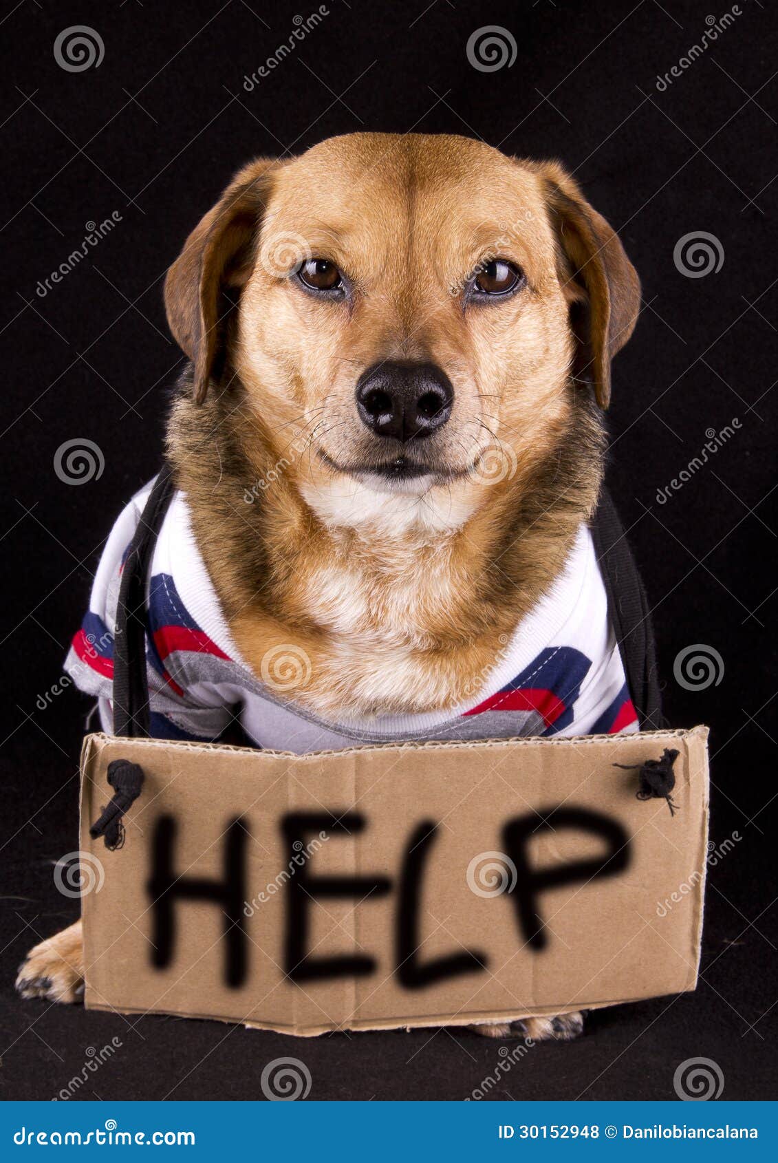 Helping dog stock photo. Image of adult, professional - 30152948