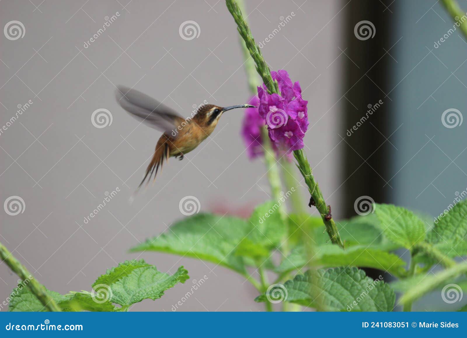 Little Brown Hummingbird in Motion Stock Image - Image of flowers ...