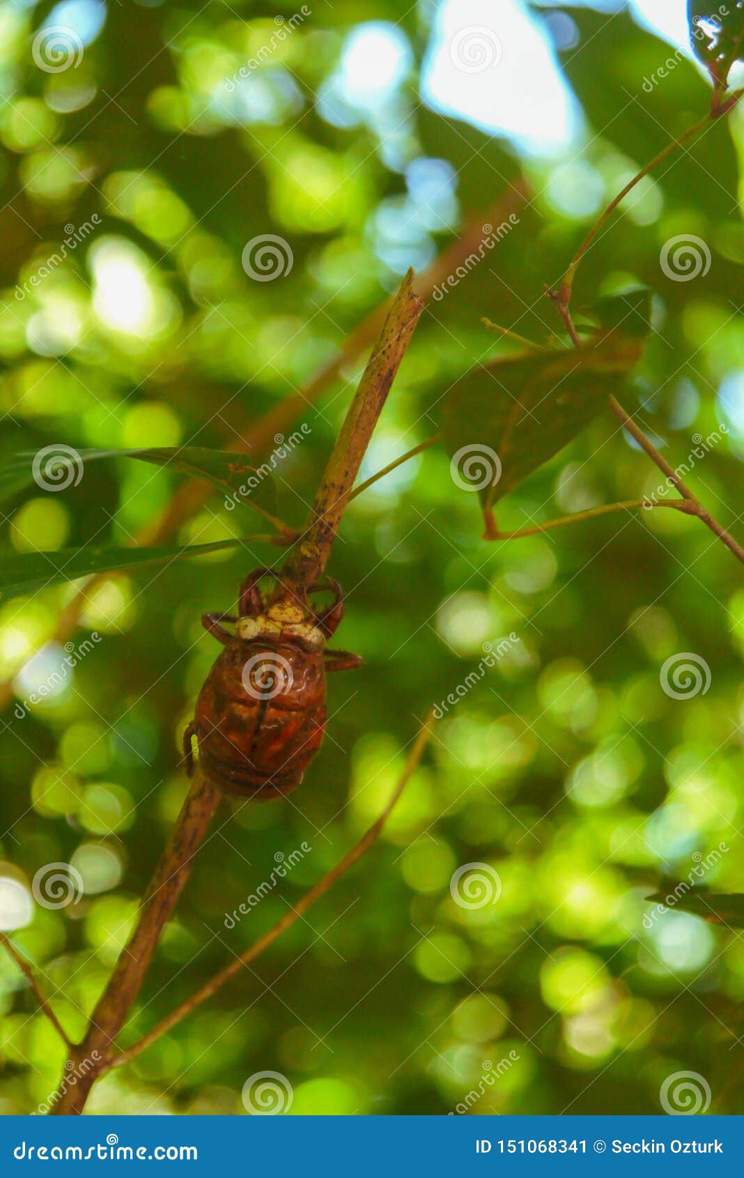 Little Insect Climbing To Top of the Tree Stock Image - Image of exotic ...