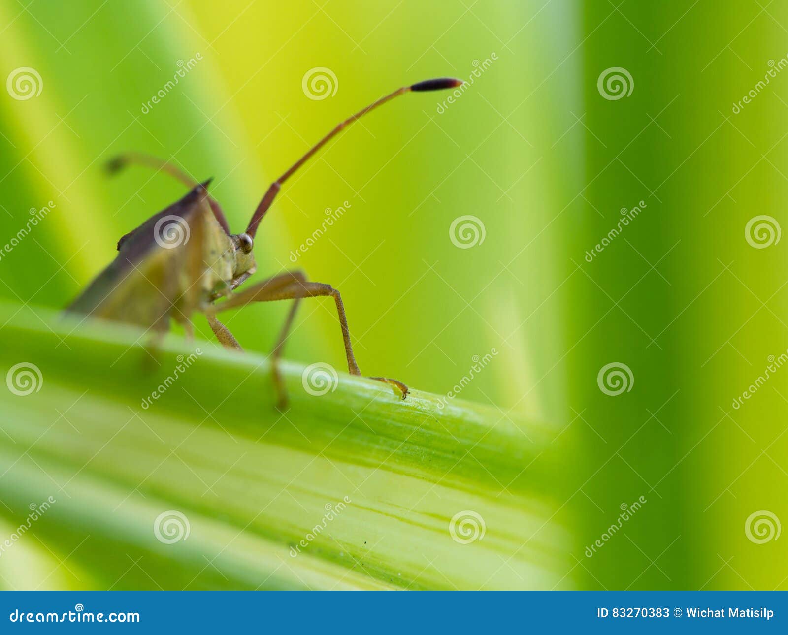 Little Brown Insect stock image. Image of brown, moth - 83270383