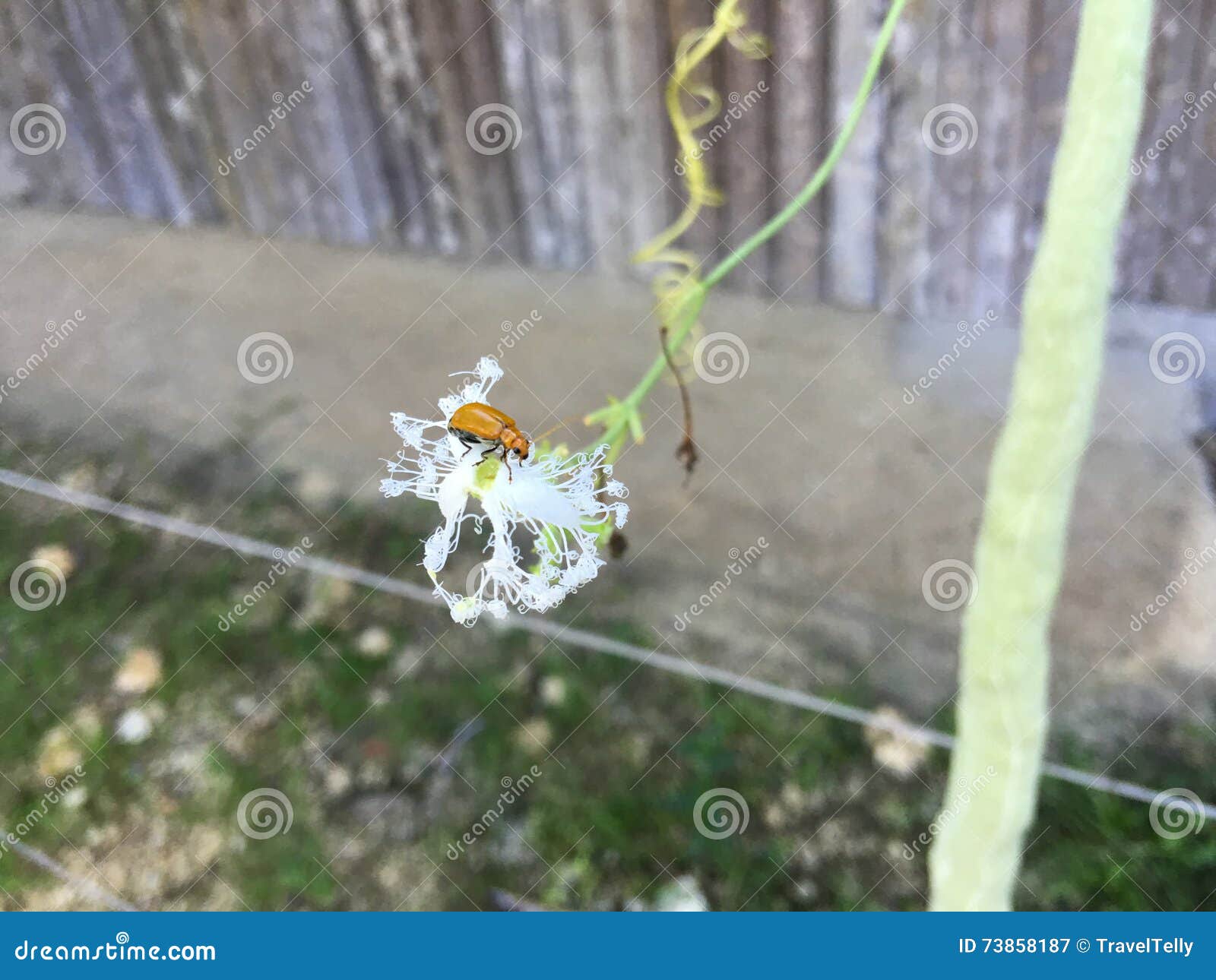 Little brown insect stock image. Image of bohol, brown - 73858187