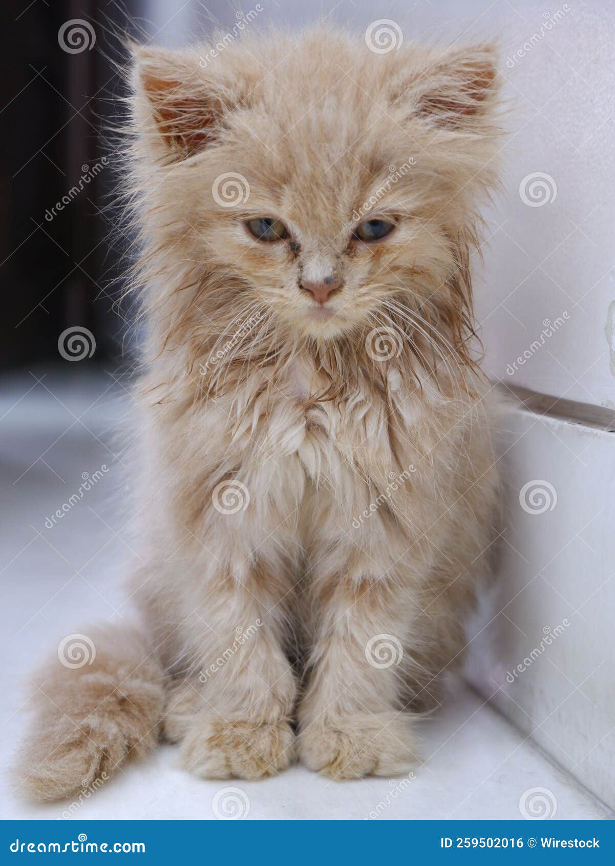 Little Brown Kitten Looking Down Stock Photo - Image of adorable, funny ...