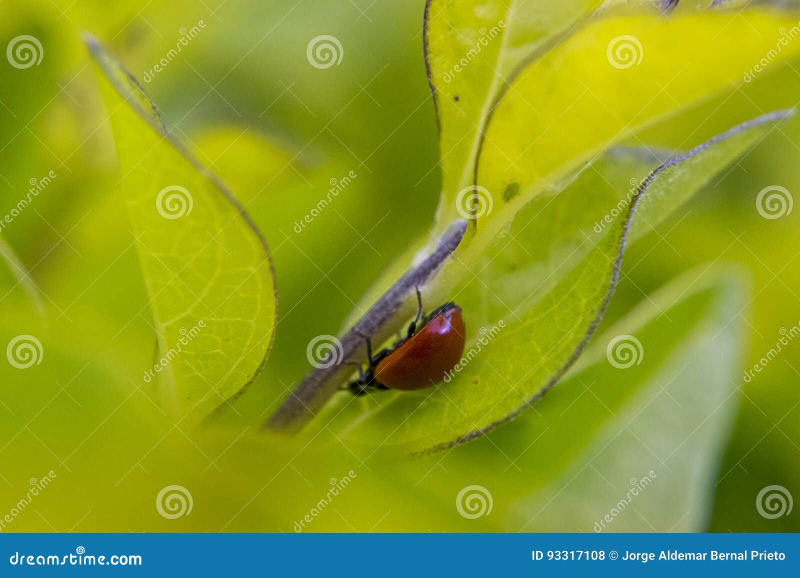 Little Brown Ladybug on Some Leaves Stock Photo - Image of black ...