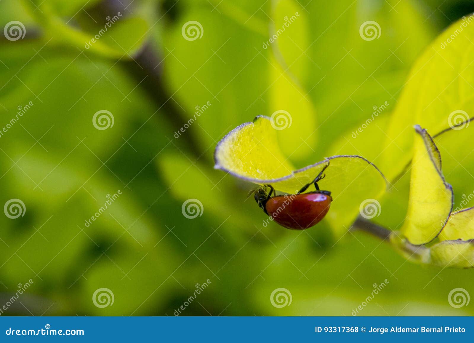 Little Brown Ladybug on Some Leaves Stock Photo - Image of insect ...