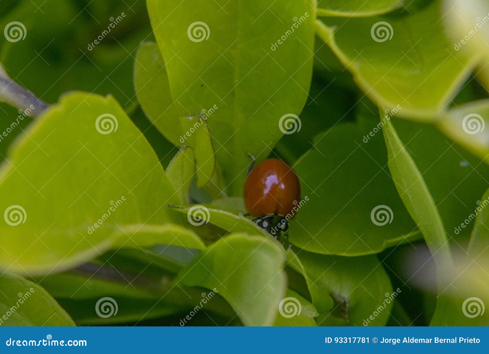 Little Brown Ladybug on Some Leaves Stock Image - Image of closeup ...
