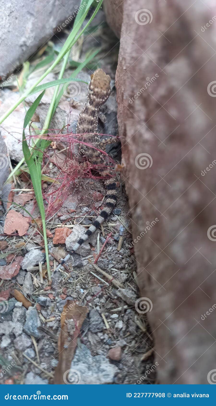 Little brown lizard stock photo. Image of lizard, sheets - 227777908